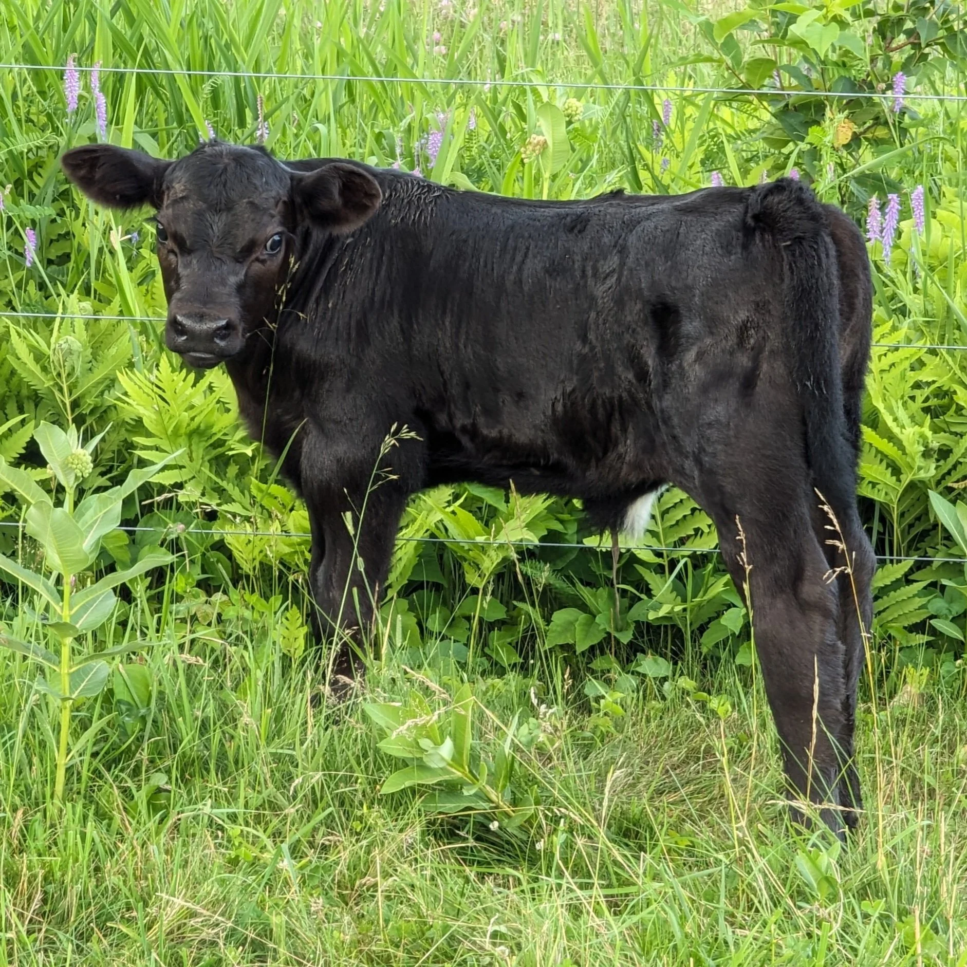 Mountain Breeze Farm | Pasture Raised Beef & Pork | Local Maple Syrup ...