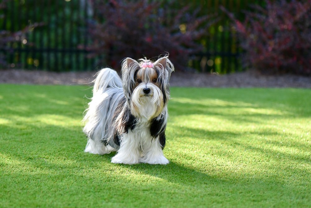 Turf Your Life - South Florida's Artificial Turf Installation Experts