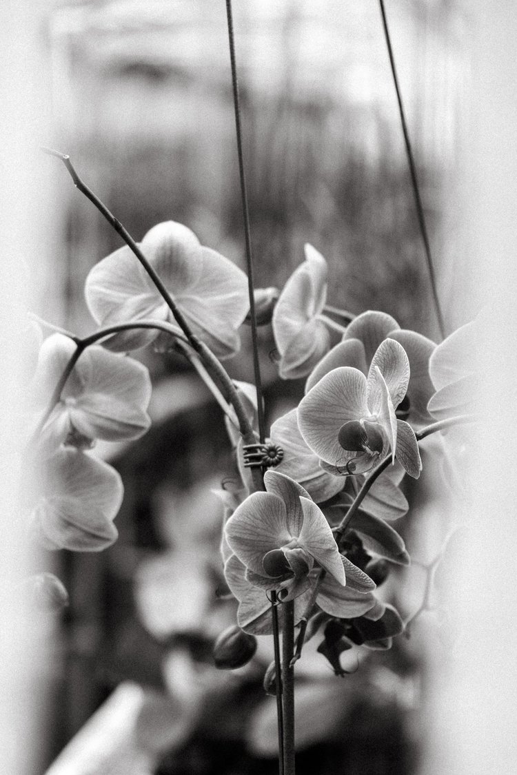 Orchids by Hauserman — Lauren Lakeberg