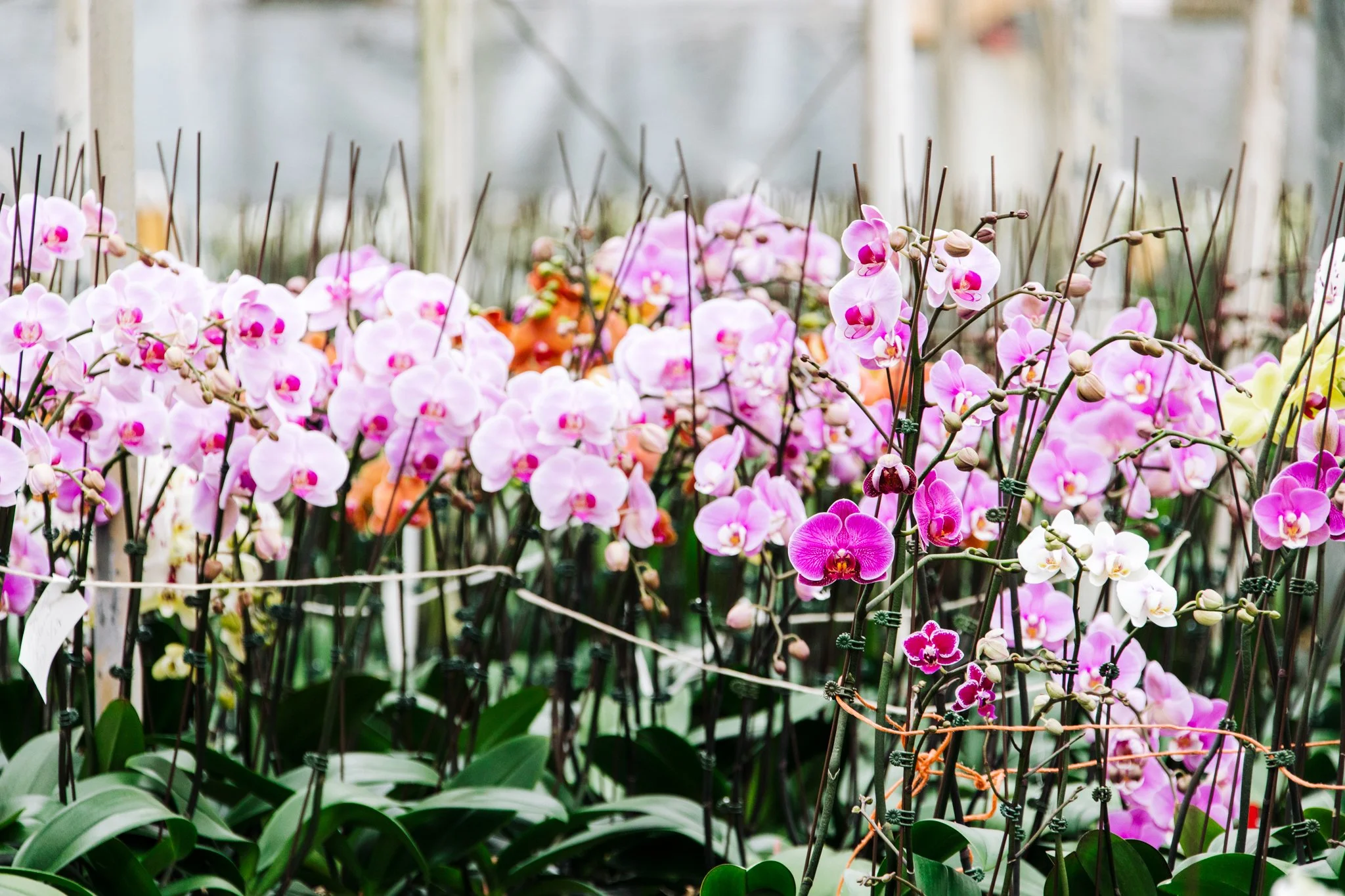 Orchids by Hauserman — Lauren Lakeberg