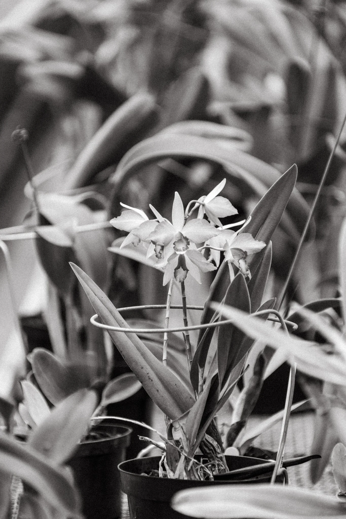 Orchids by Hauserman — Lauren Lakeberg