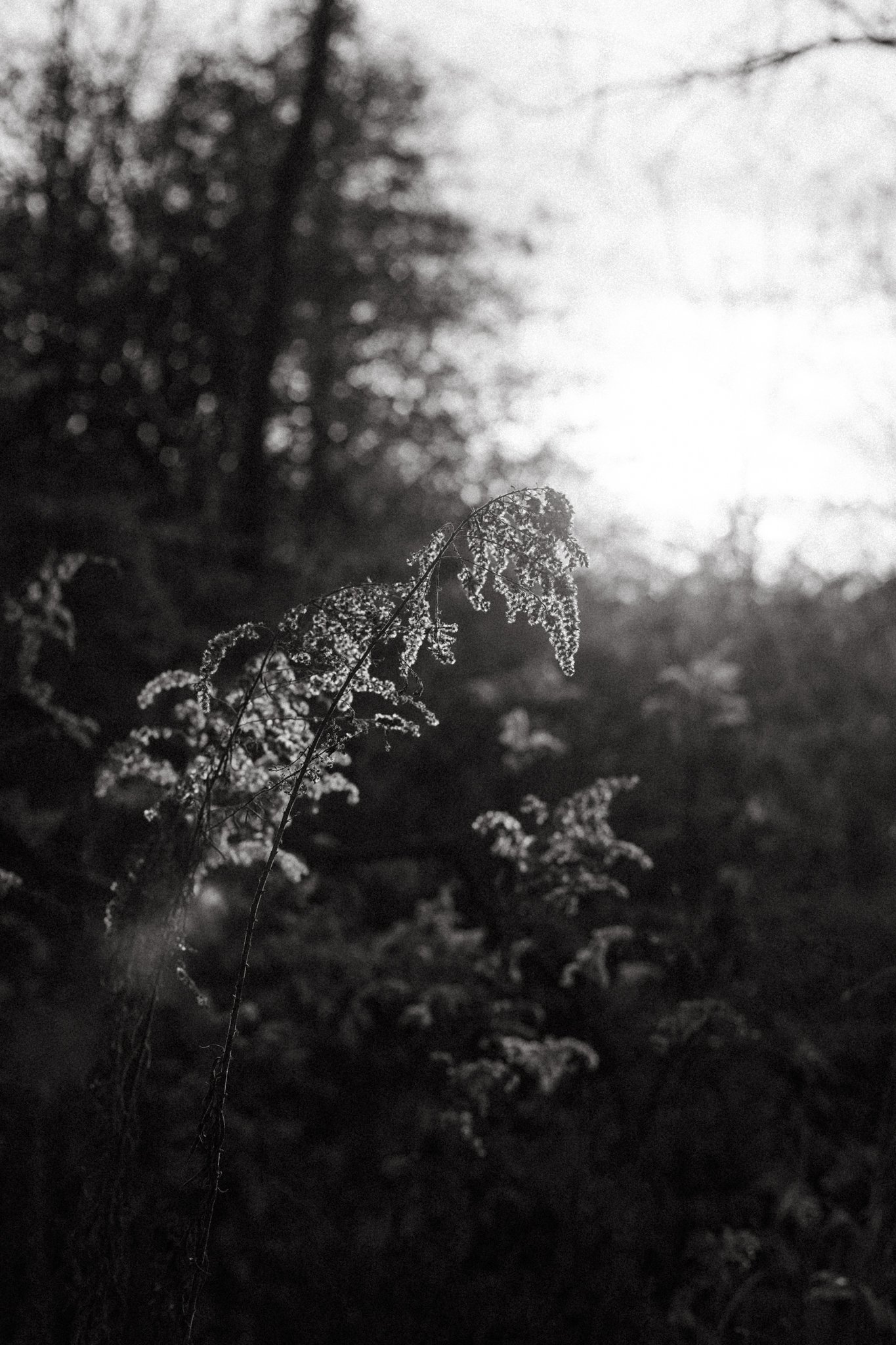 Why Contrast is so Important in Photography — Lauren Lakeberg