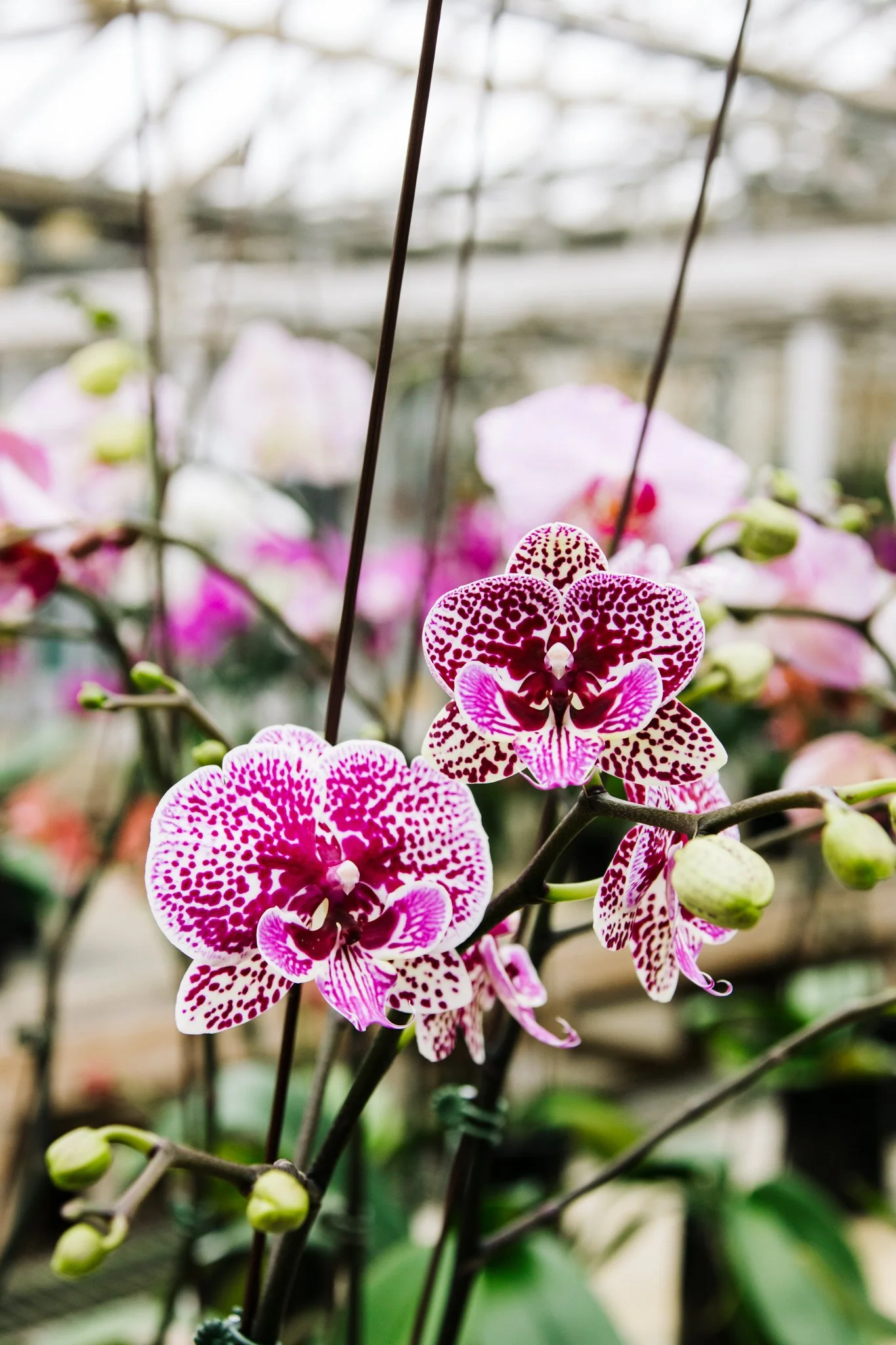 Orchids by Hauserman — Lauren Lakeberg