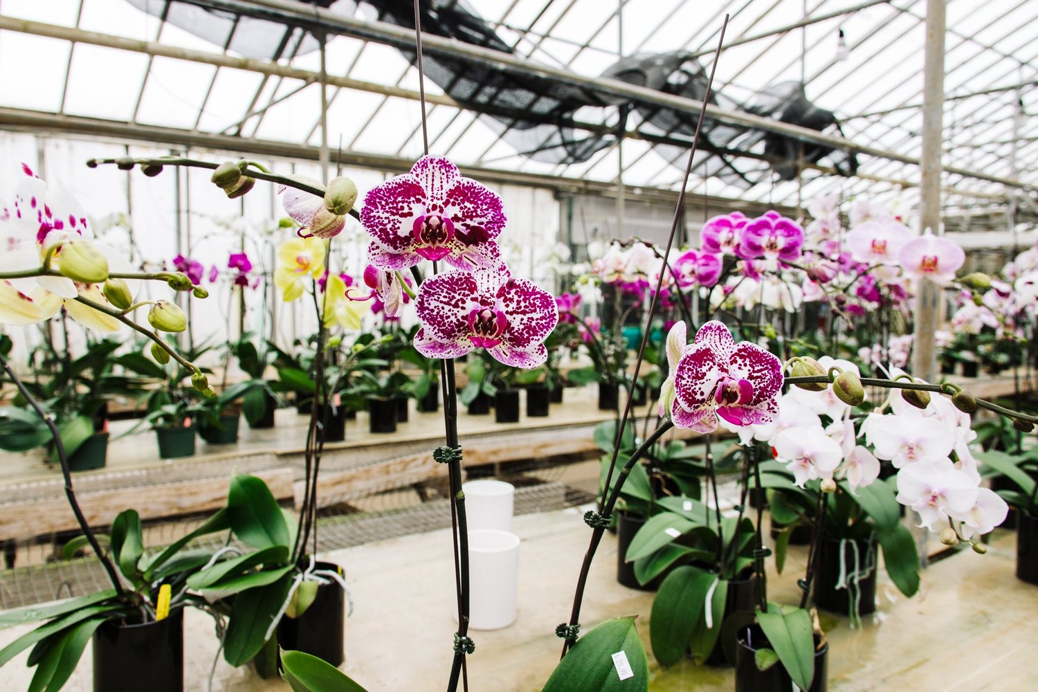 Orchids by Hauserman — Lauren Lakeberg