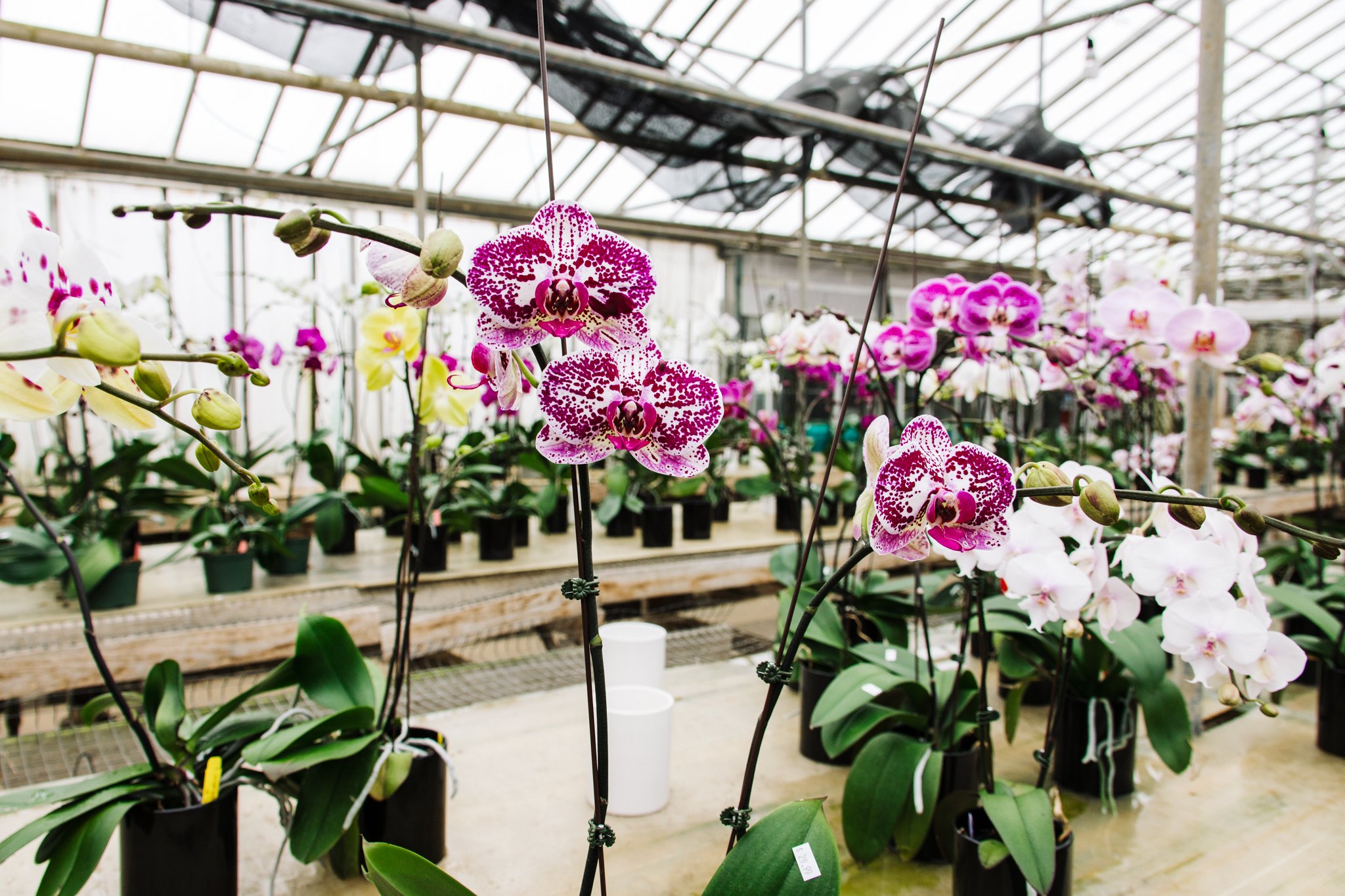 Orchids by Hauserman — Lauren Lakeberg