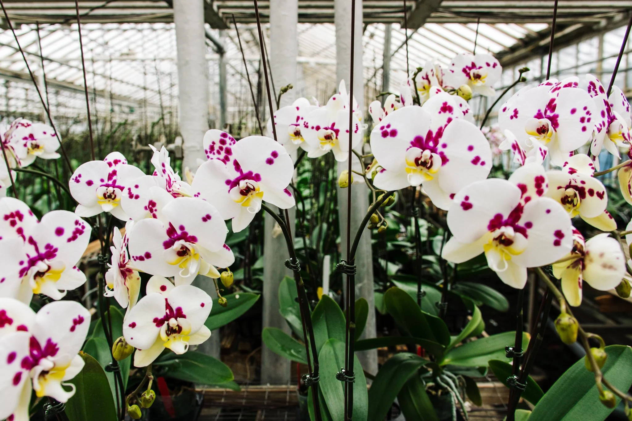 Orchids by Hauserman — Lauren Lakeberg