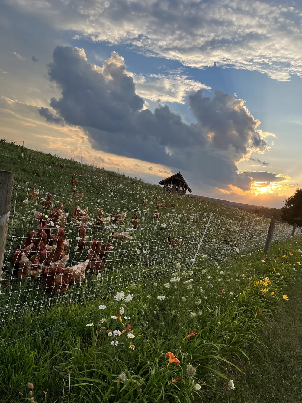 McCormick Family Farm LLC