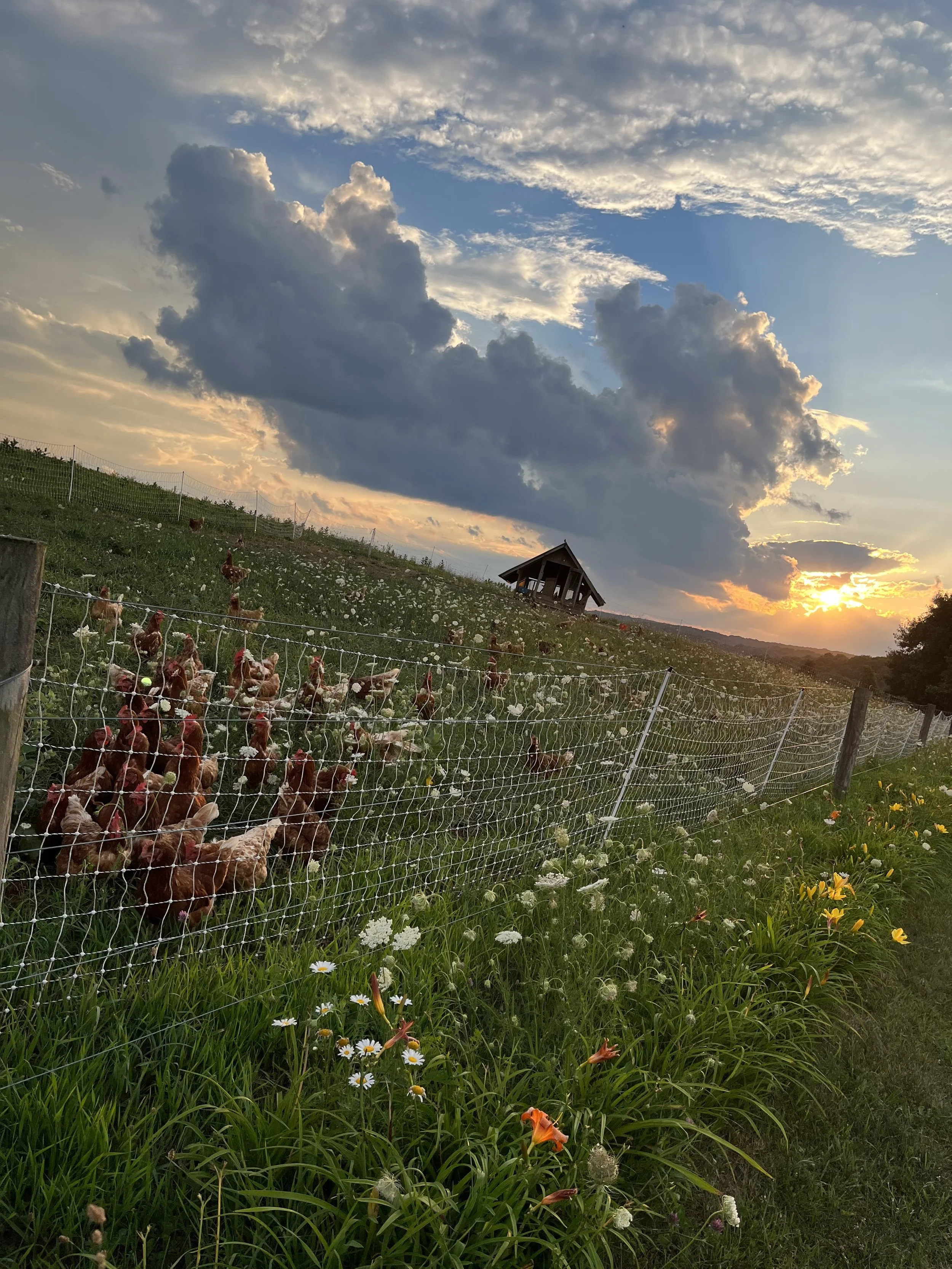 McCormick Family Farm LLC