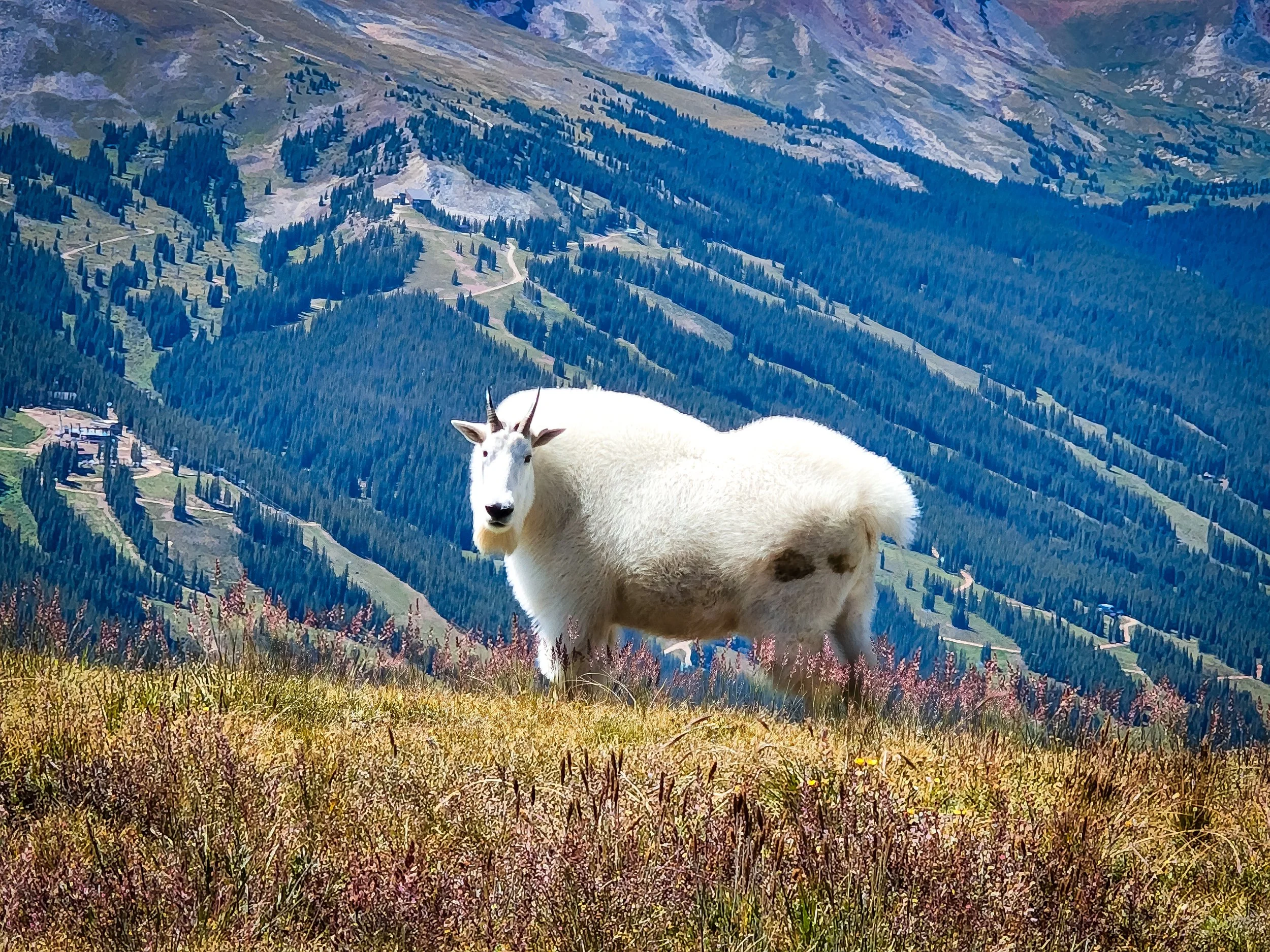 The Tenmile Traverse — Explore the Wild