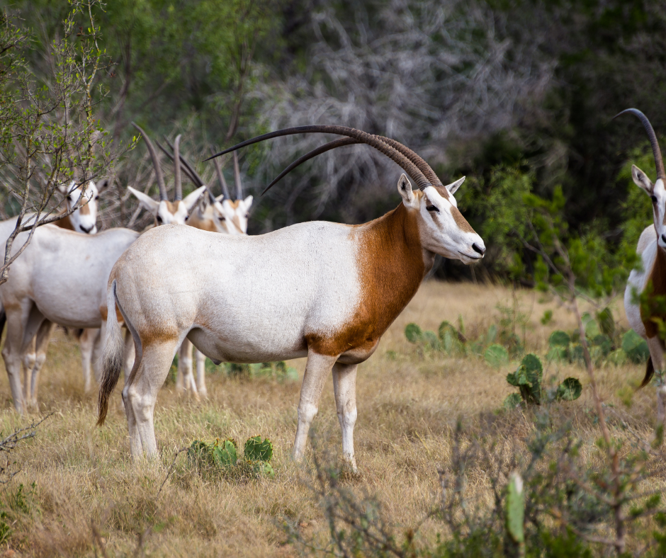 Hunting — Triple P Game Ranch