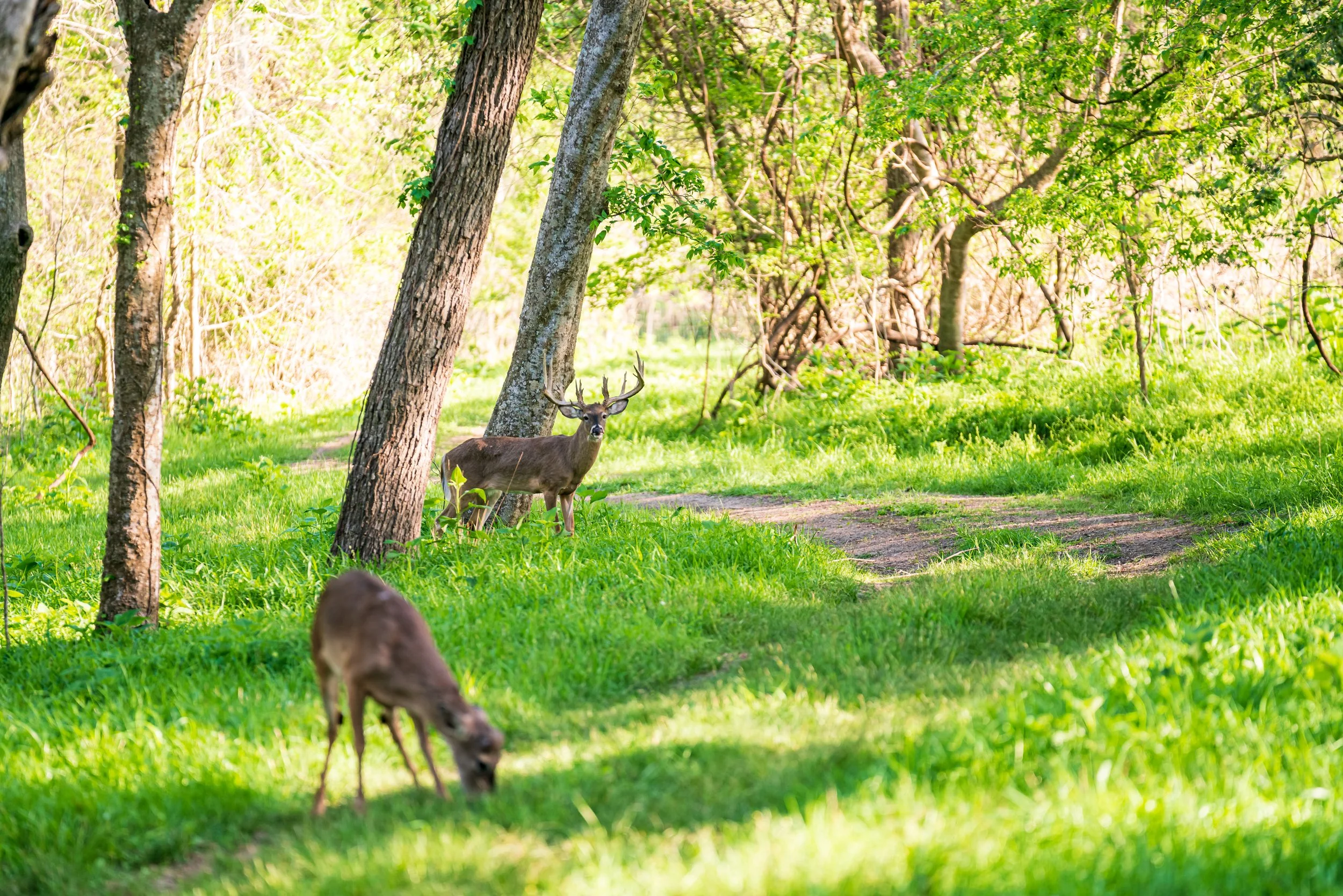 Hunting — Triple P Game Ranch