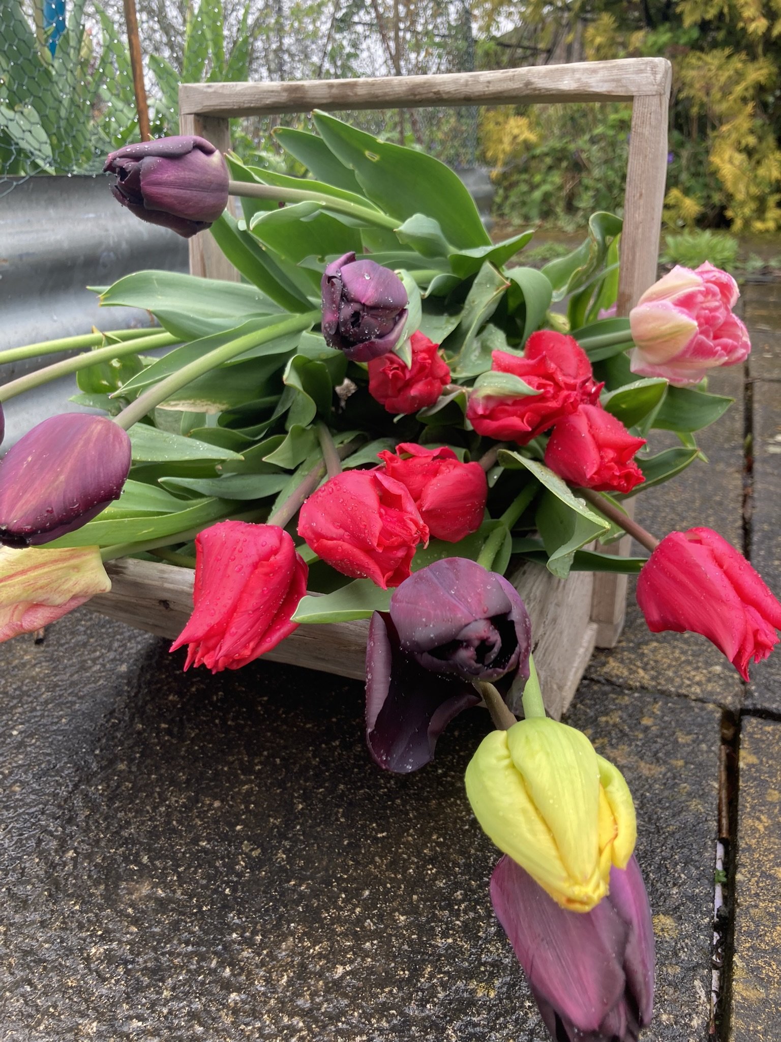 Gingerly Green Flower Farm