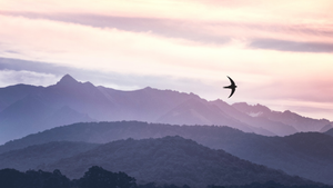 The Bravest Path: Building Courageous, Authentic Leaders