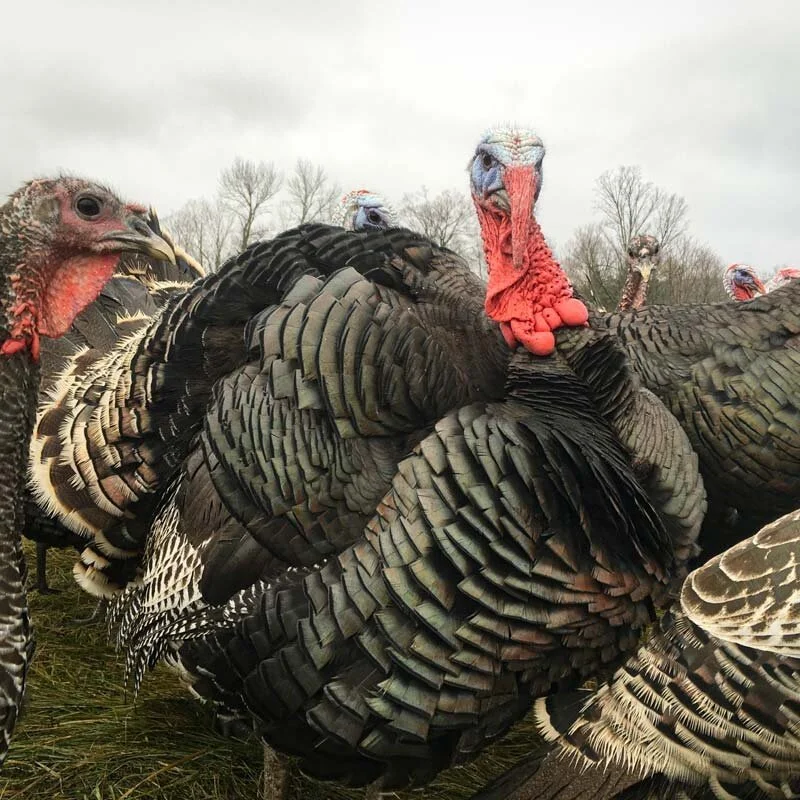 Heritage Turkey Breeds | Discover Red Shirt Farm's High-Quality ...