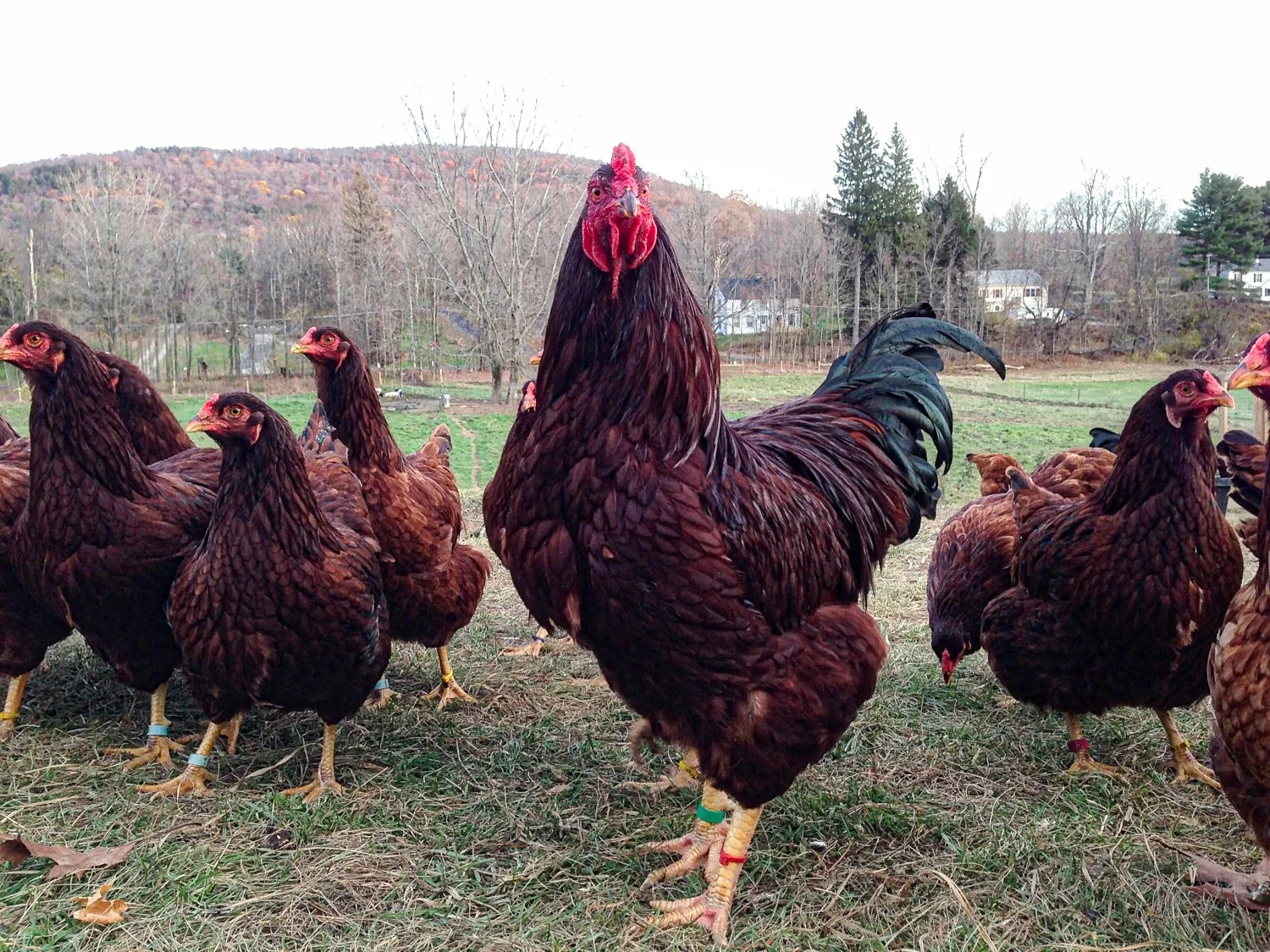 Red Shirt Farm | Join Red Shirt Farm for a Journey of Flavor, Health ...