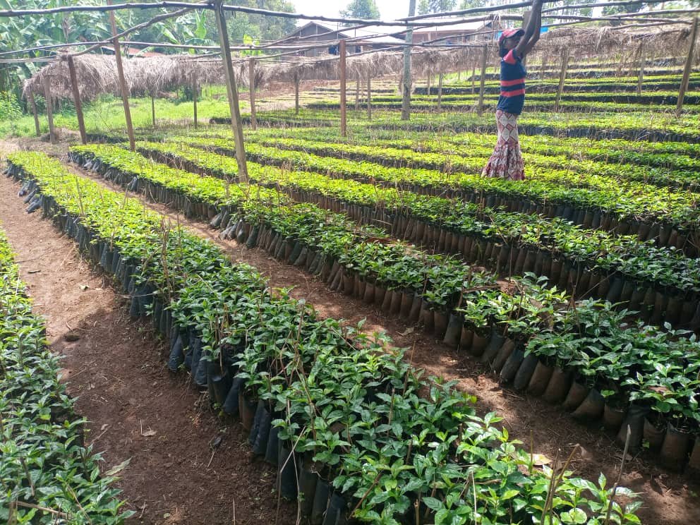 TUMAINI — African Coffee Connect