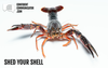 Shed your shell — Confident Communicators, LLC