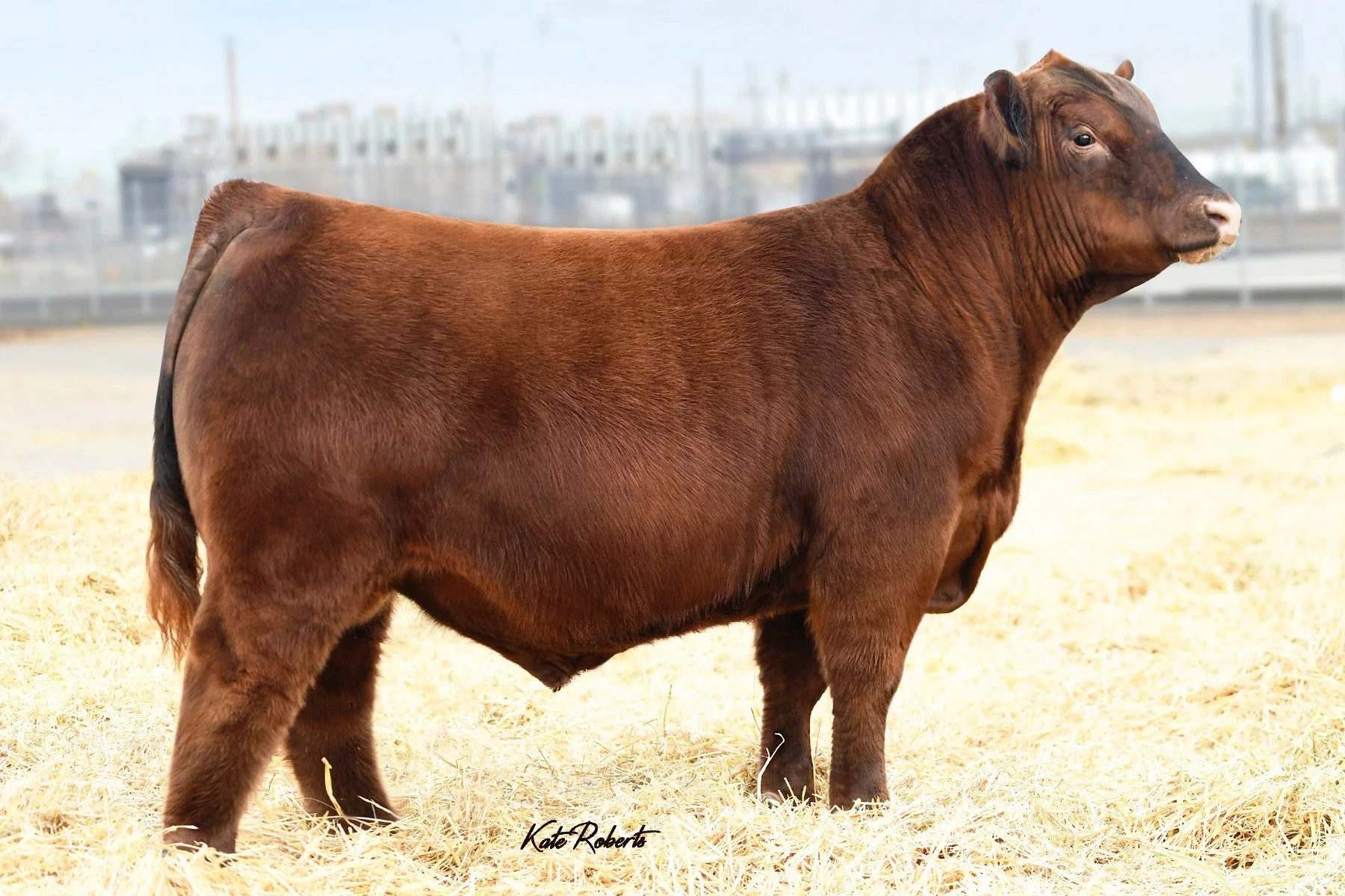 Team 1 — Steady Run Genetics + AK Aussies