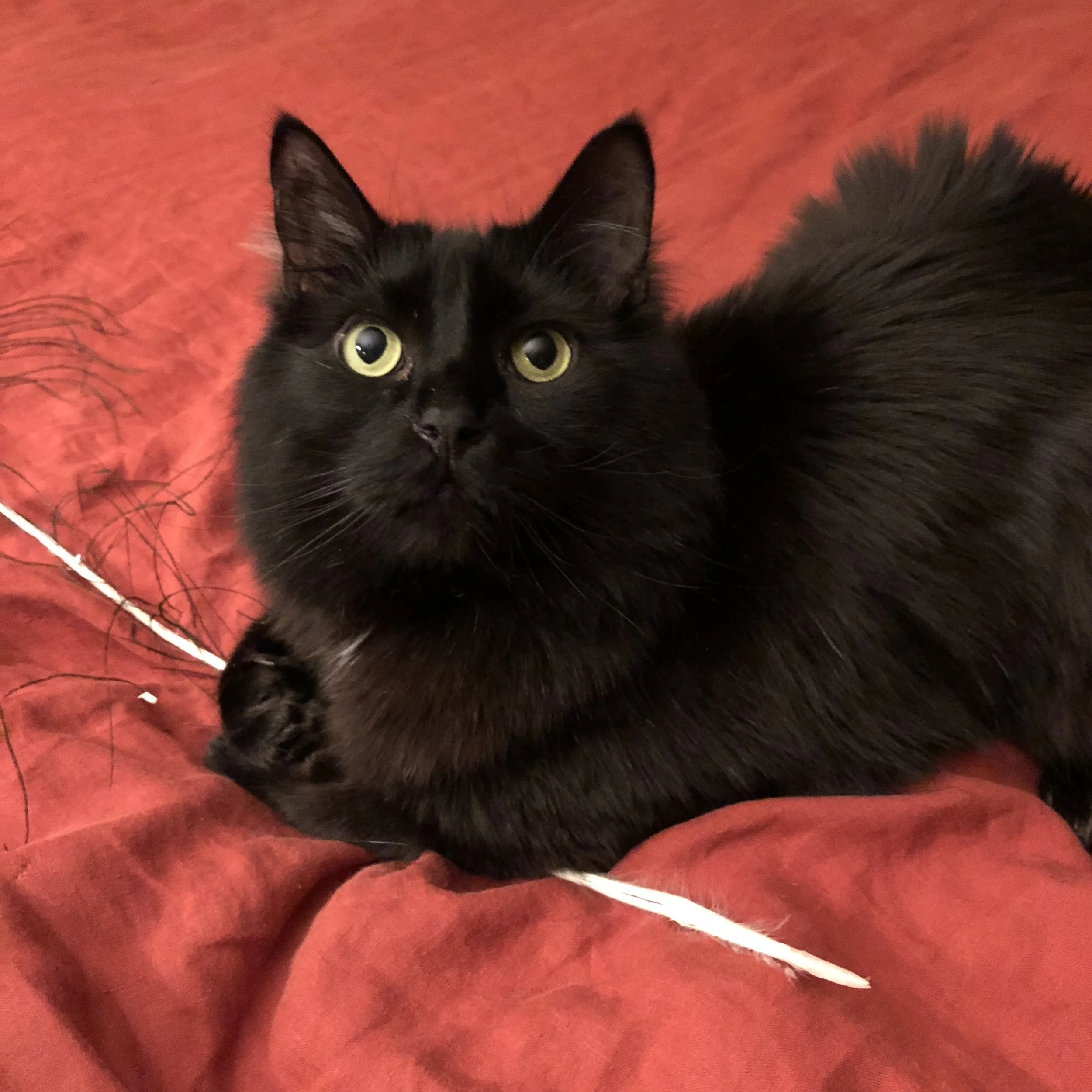 About — Greta Rose