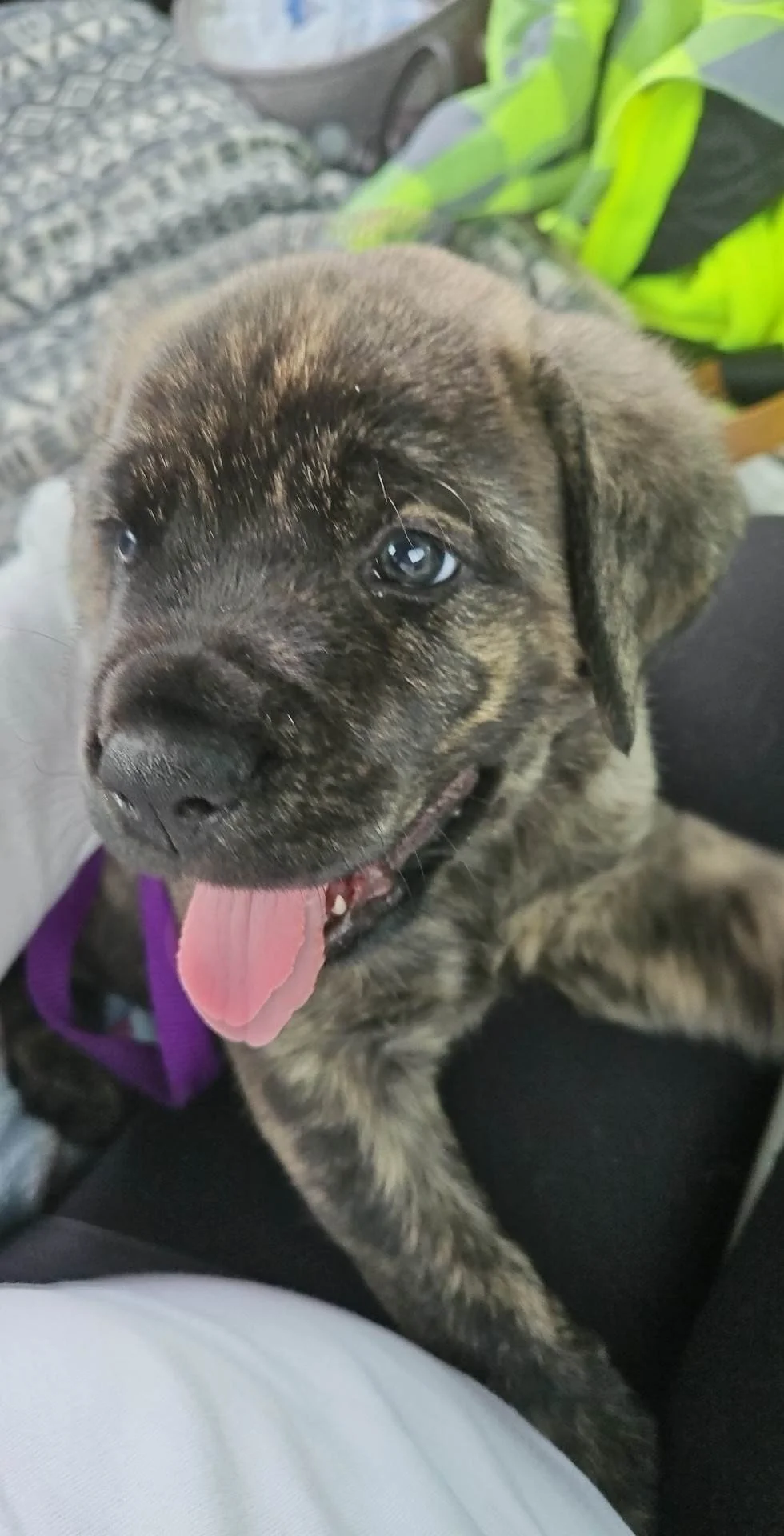 Canine Ambassadors — Recovery Law Corporation