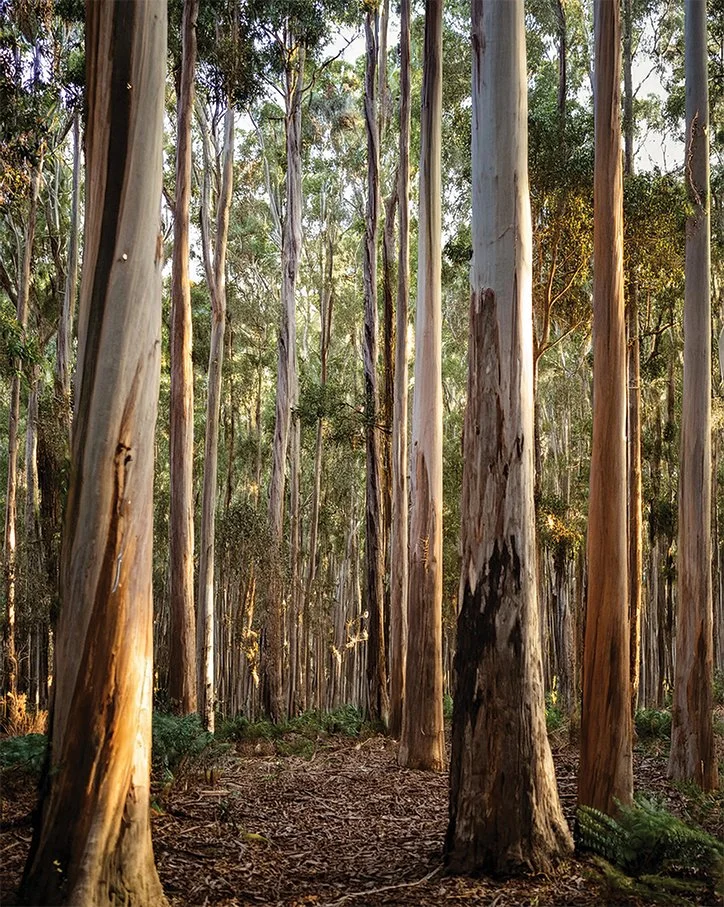 Sustainable Spotted Gum — Crafted Hardwoods