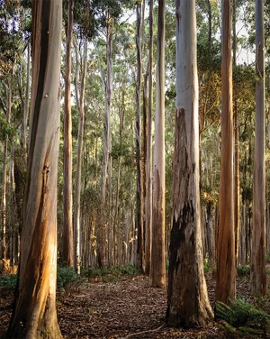 Sustainable Spotted Gum — Crafted Hardwoods