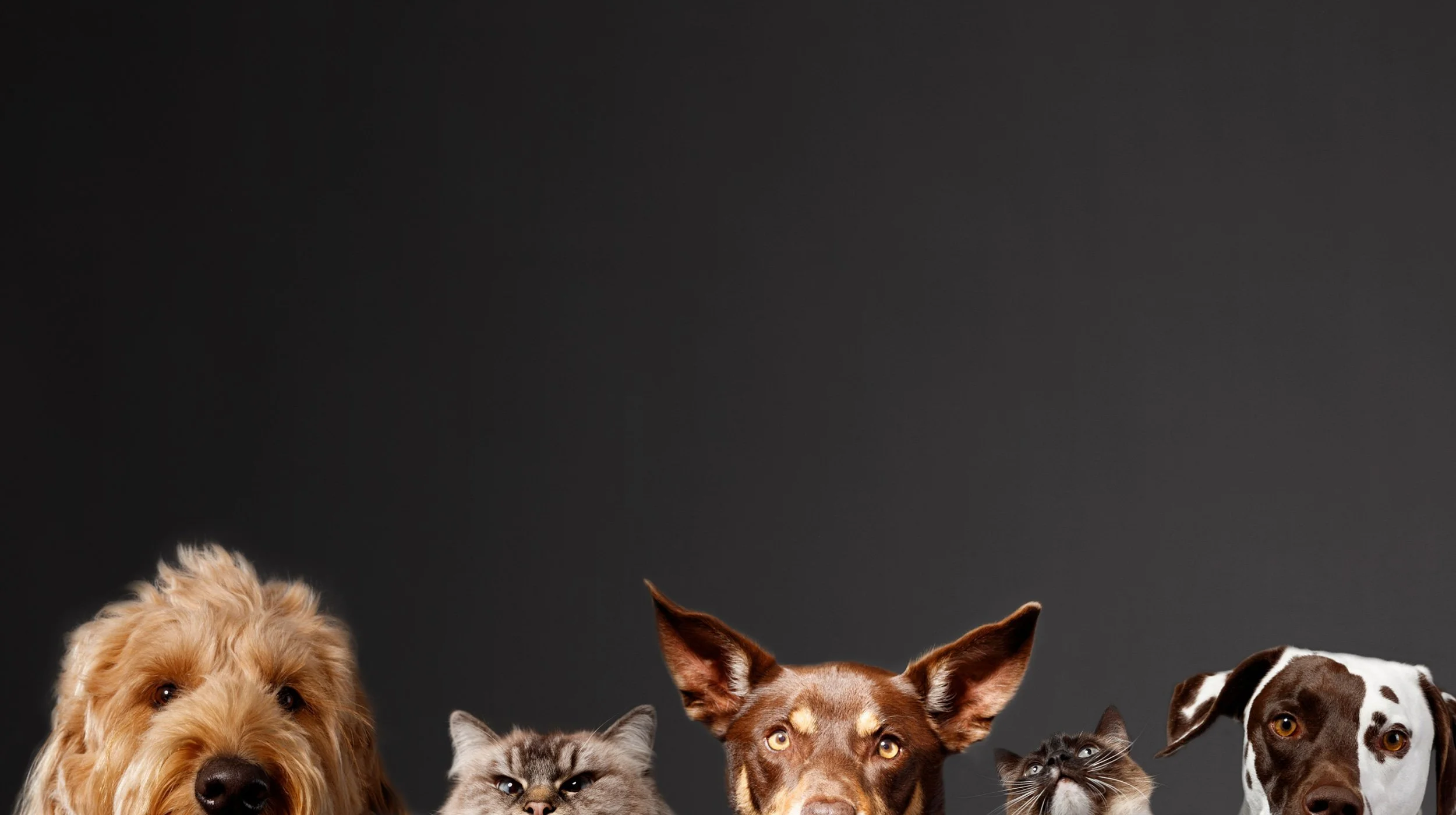 Dog Desexing | Cat Desexing | Animal Surgery — The Shire Vet