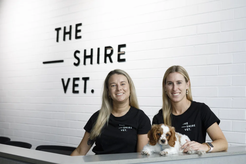 Puppy Preschool | Puppy School — The Shire Vet