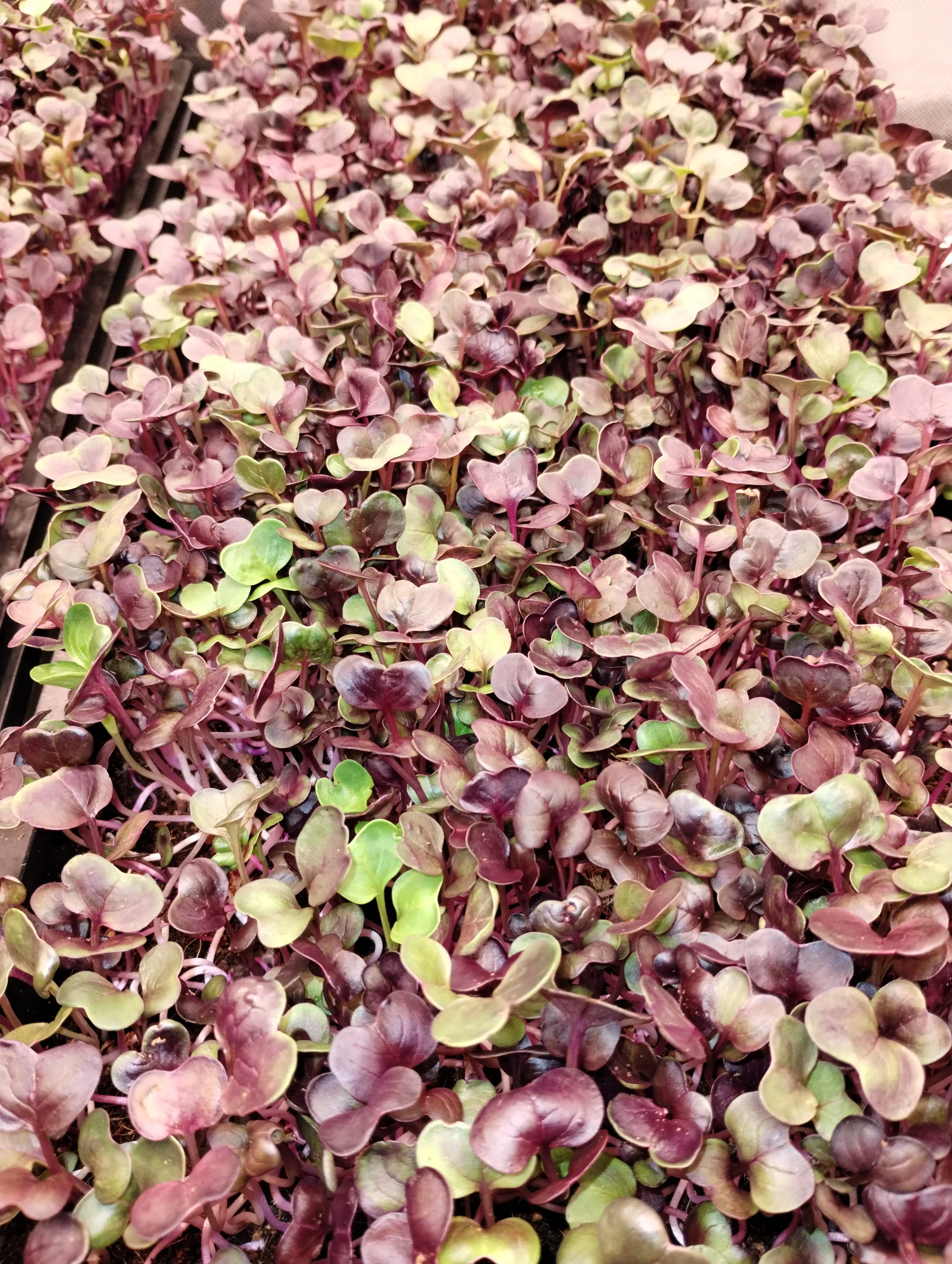 Store — Micro-Fresh