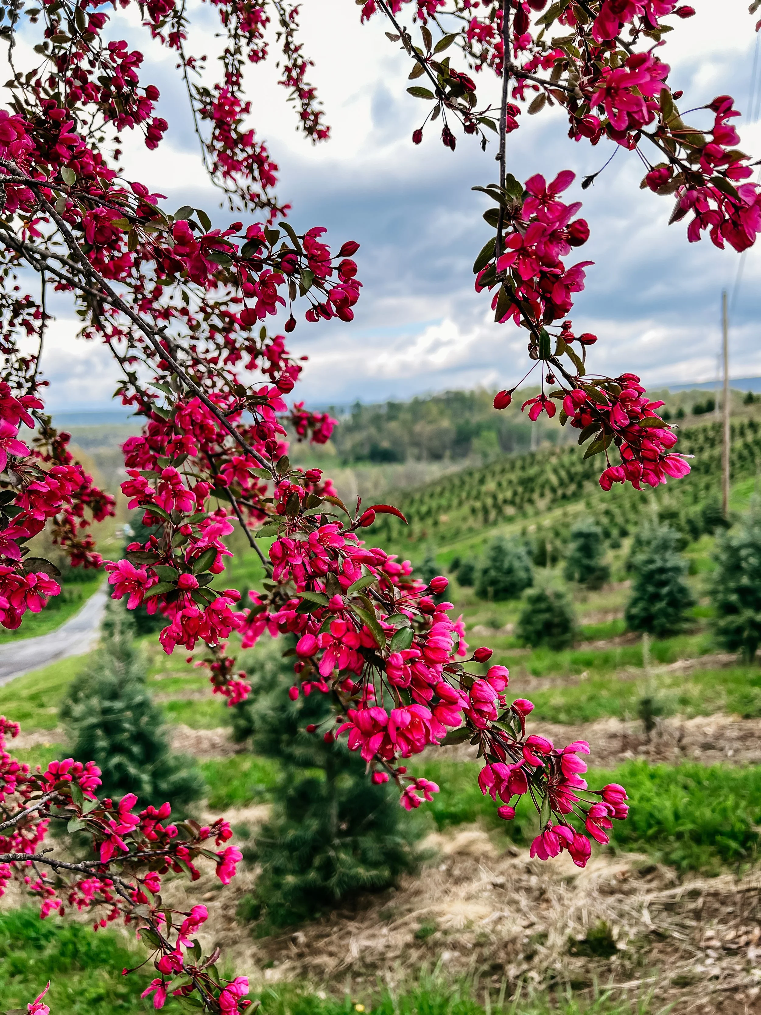 Tuckaway Tree Farm | Christmas Tree Farm Near Me