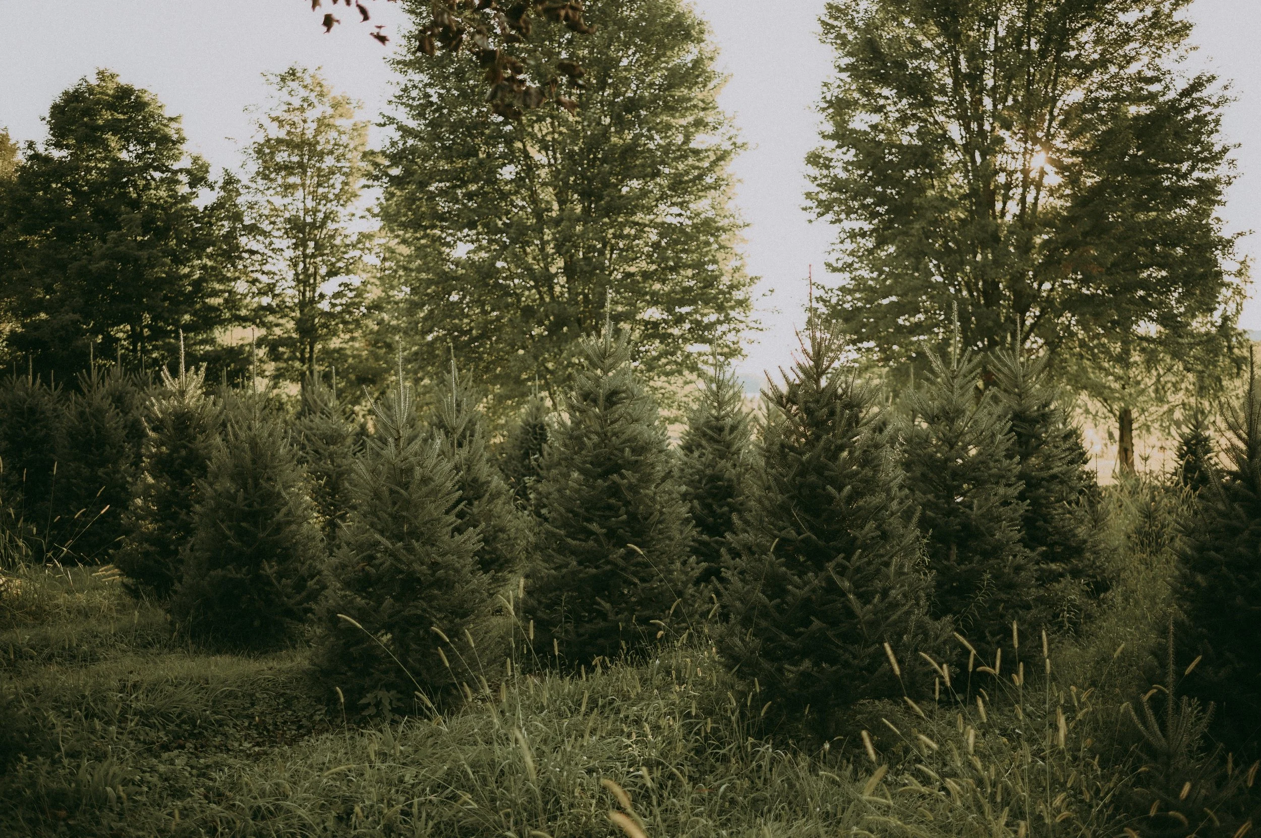 Tuckaway Tree Farm | Christmas Tree Farm Near Me
