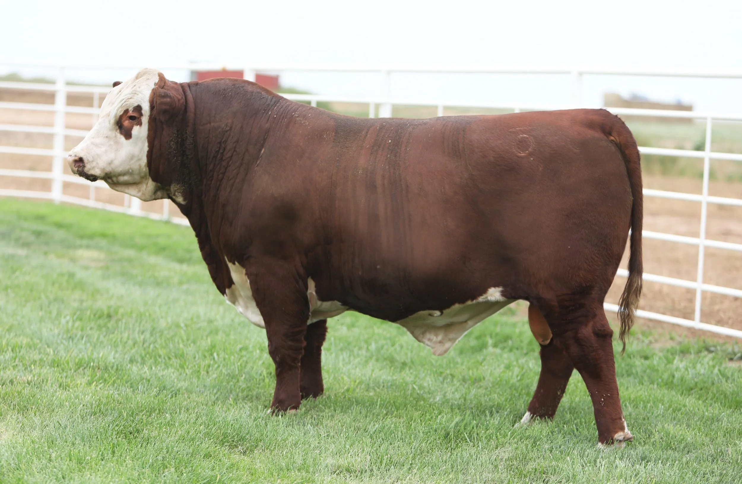 General 5 — Sidwell Herefords