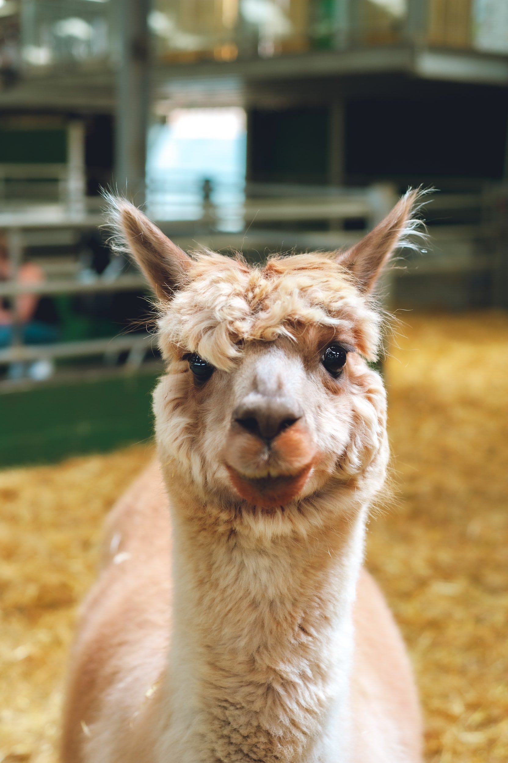 The Mini Farm - Y Fferm Fach - Alpaca Experience