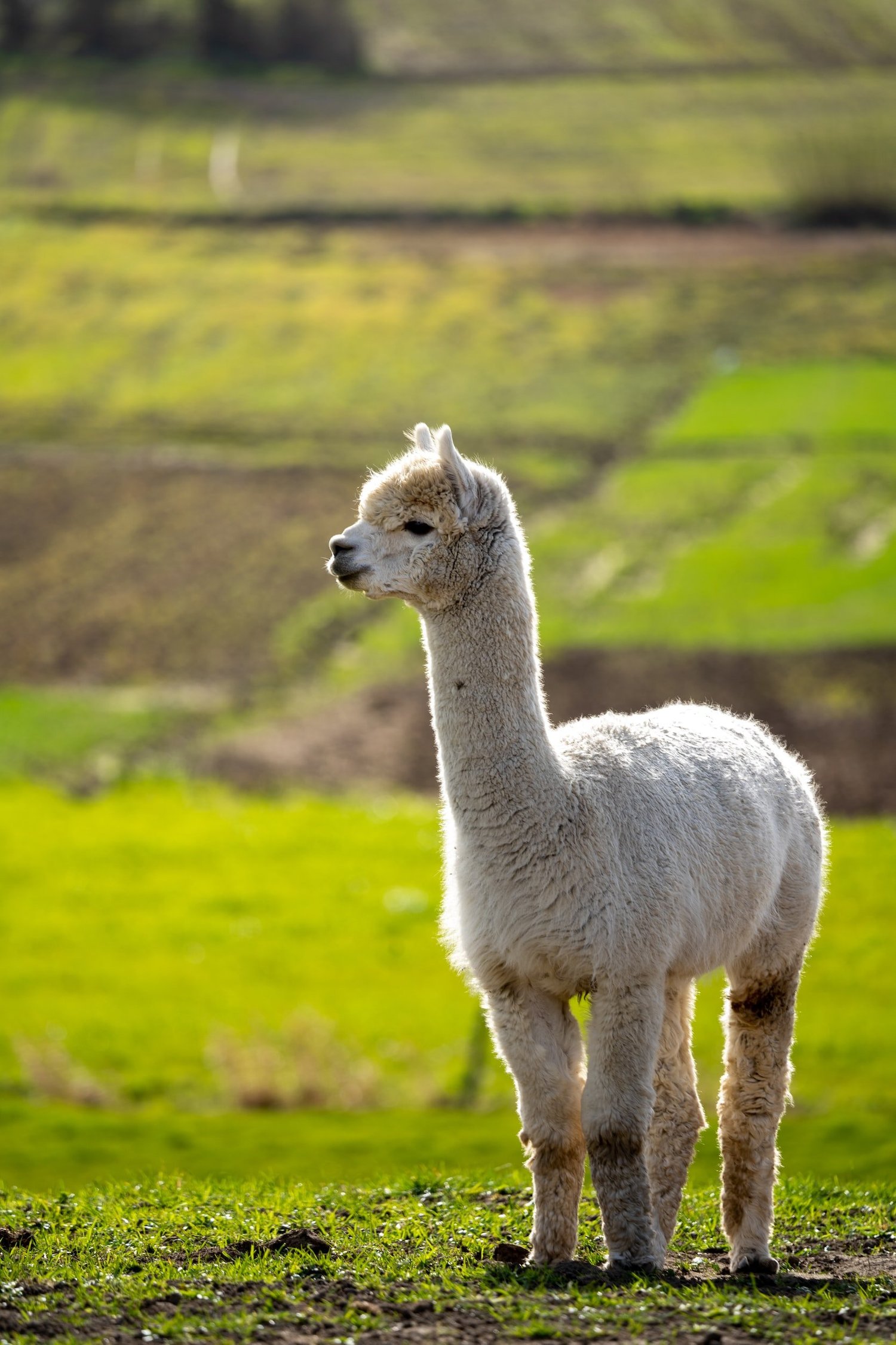 The Mini Farm - Y Fferm Fach - Alpaca Experience