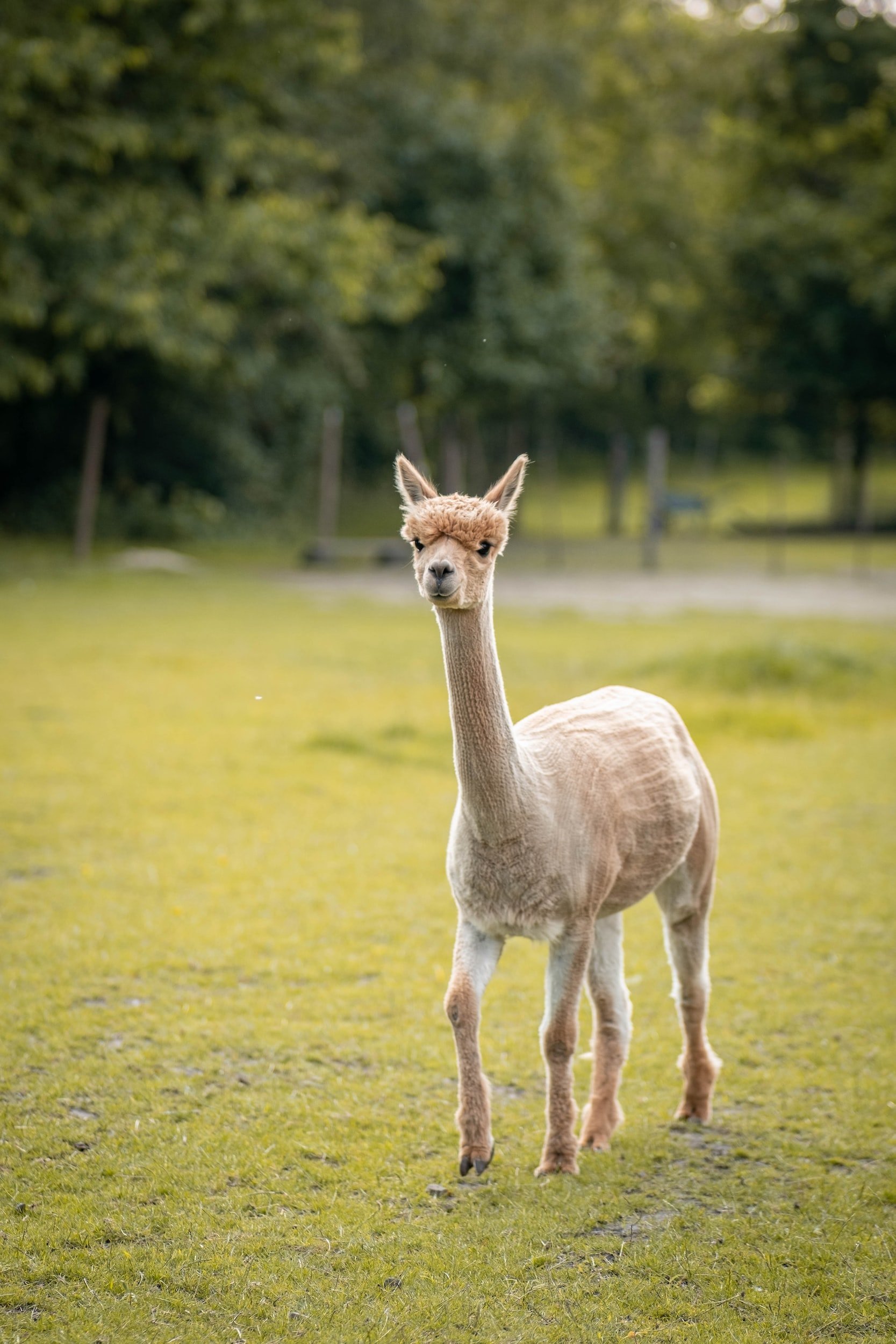 The Mini Farm - Y Fferm Fach - Alpaca Experience
