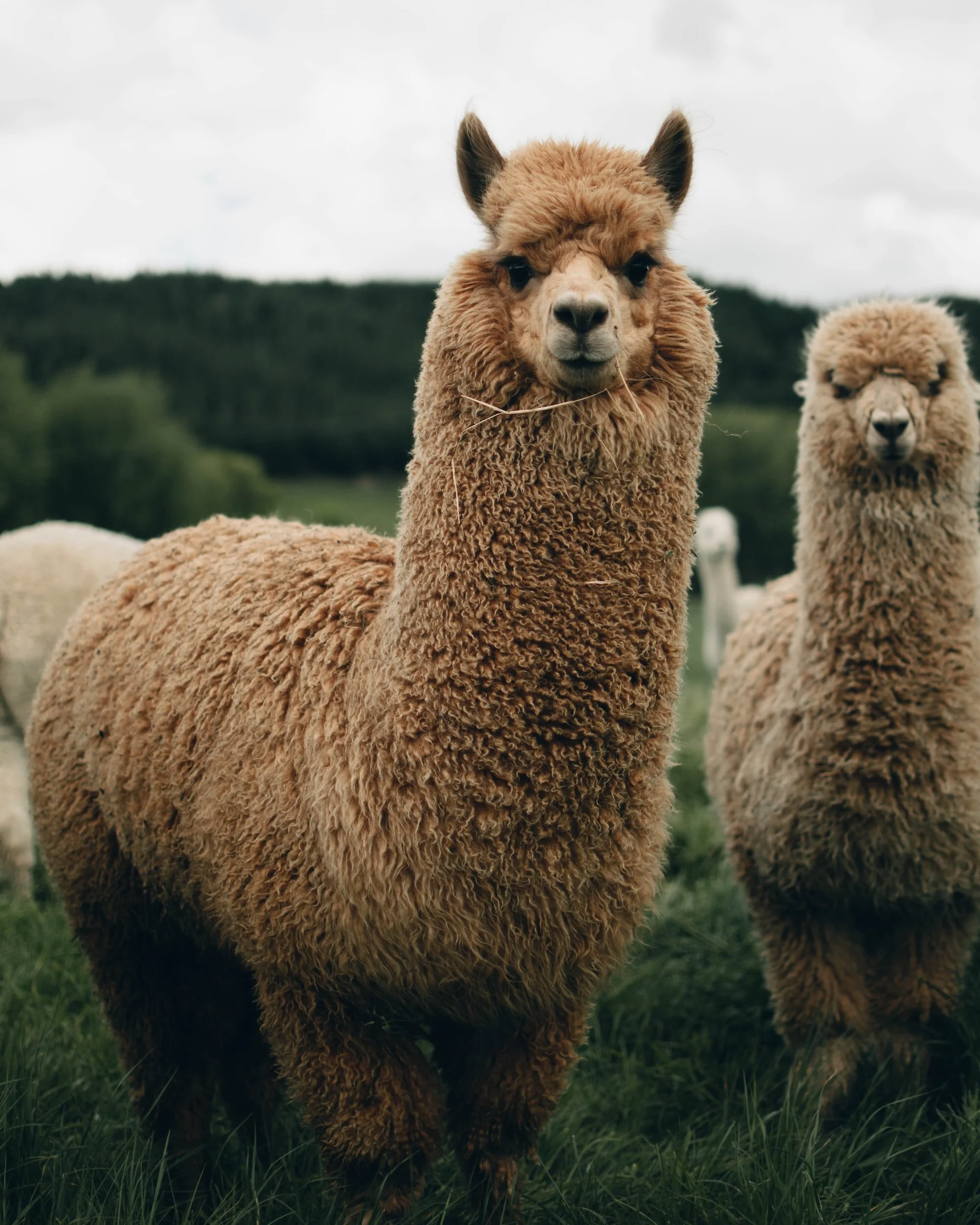 The Mini Farm - Y Fferm Fach - Alpaca Experience