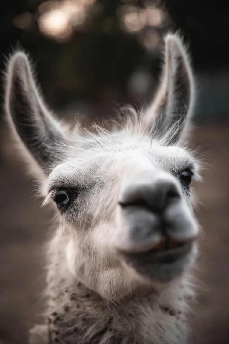 The Mini Farm - Y Fferm Fach - Alpaca Experience