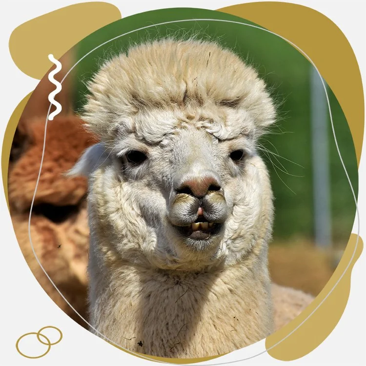 The Mini Farm - Y Fferm Fach - Alpaca Experience