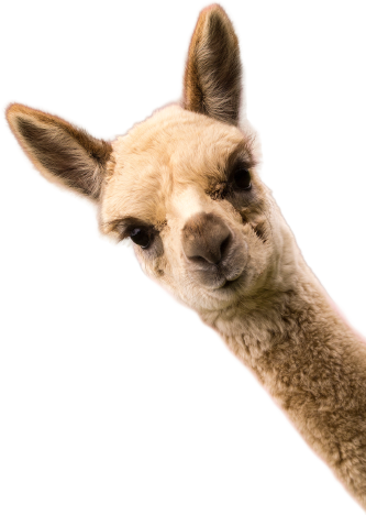 The Mini Farm - Y Fferm Fach - Alpaca Experience