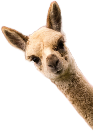 The Mini Farm - Y Fferm Fach - Alpaca Experience