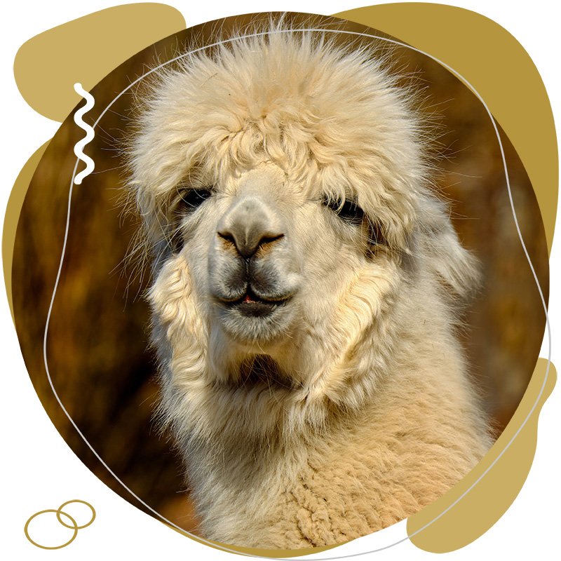 The Mini Farm - Y Fferm Fach - Alpaca Experience