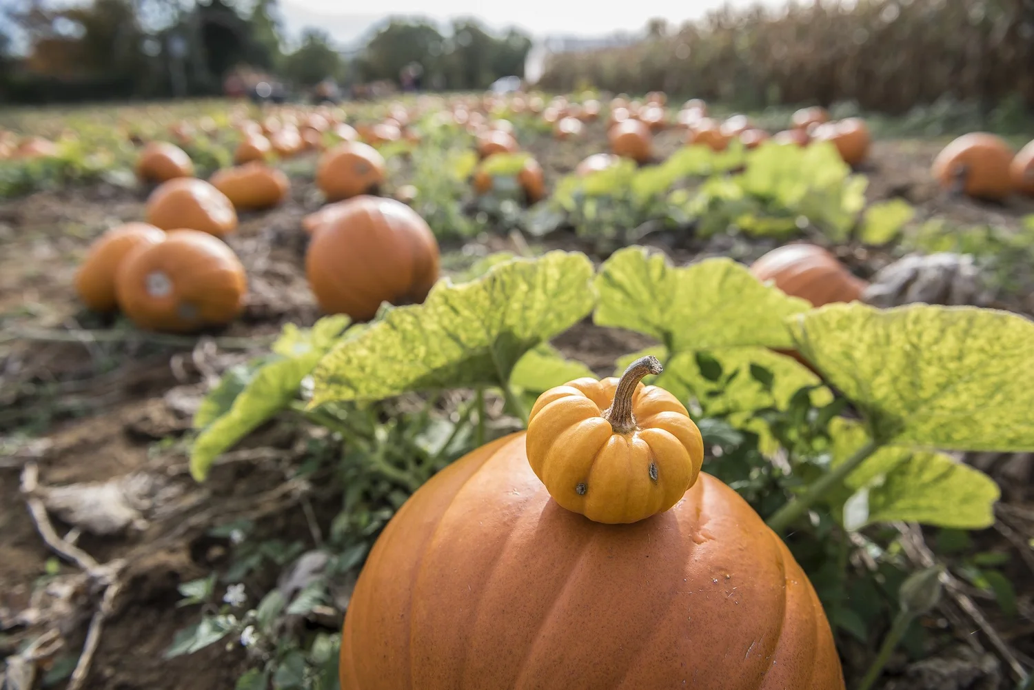 WHAT'S ON — Rogate Pumpkin Patch