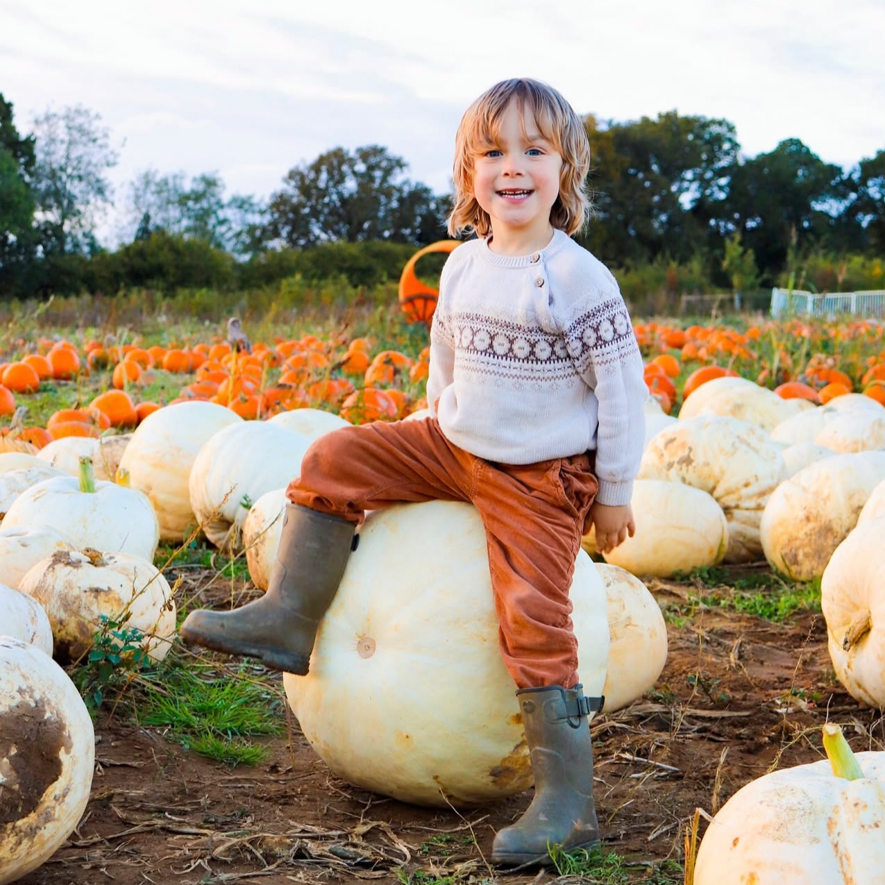 Rogate Pumpkin Patch