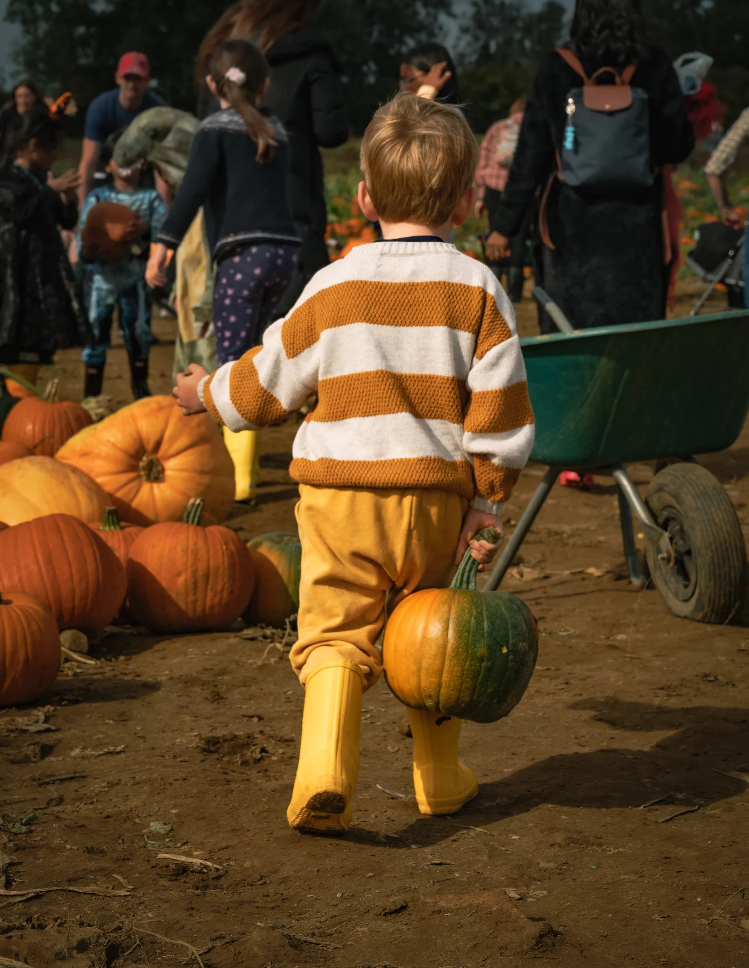 WHAT'S ON — Rogate Pumpkin Patch