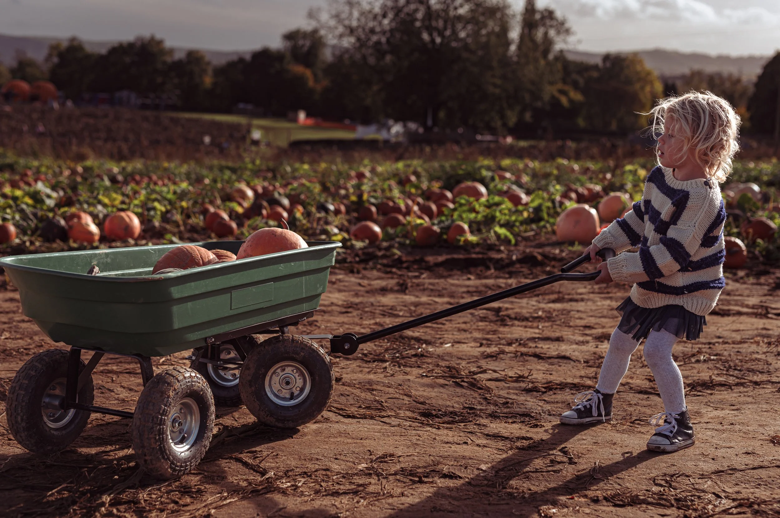 Rogate Pumpkin Patch