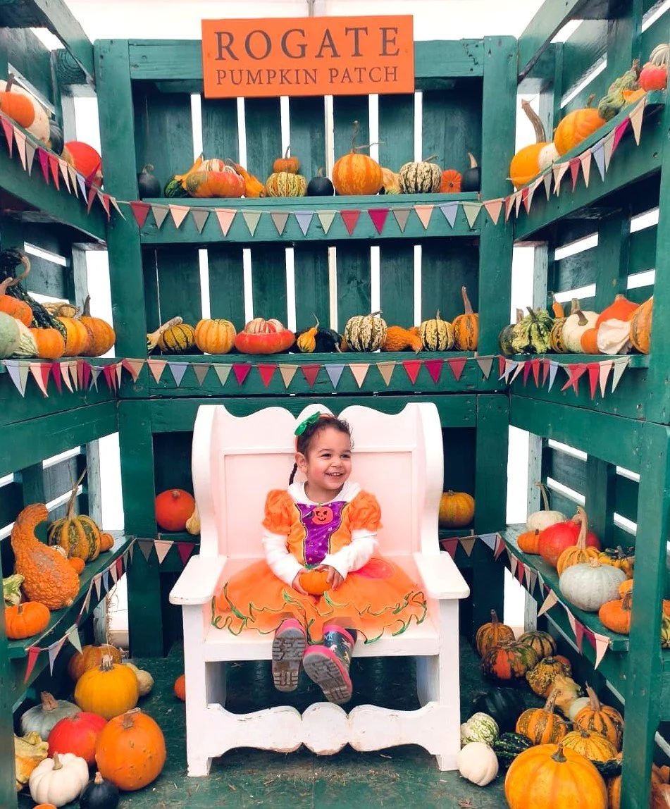 WHAT'S ON — Rogate Pumpkin Patch