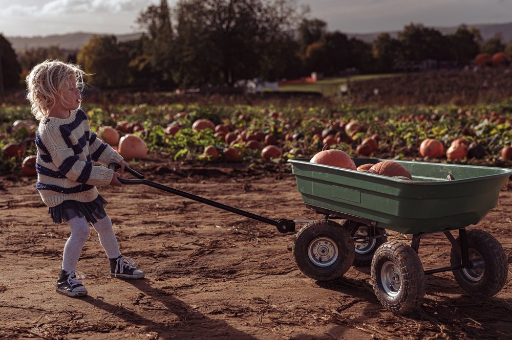 Rogate Pumpkin Patch