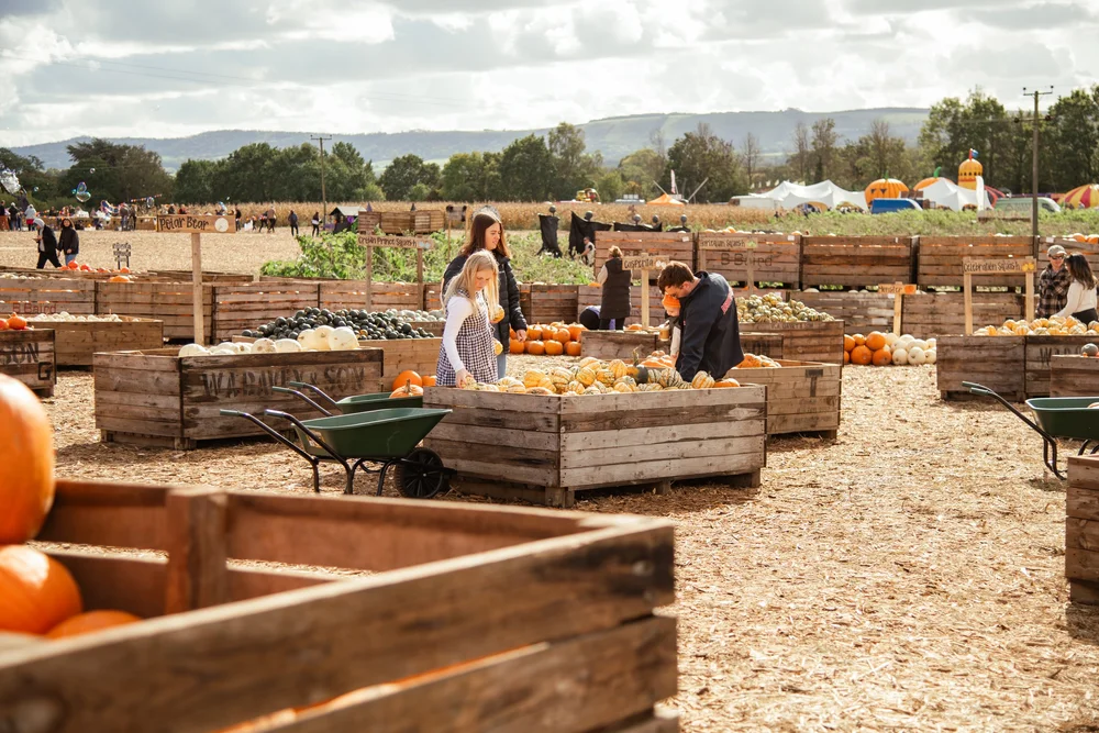 FAQs — Rogate Pumpkin Patch