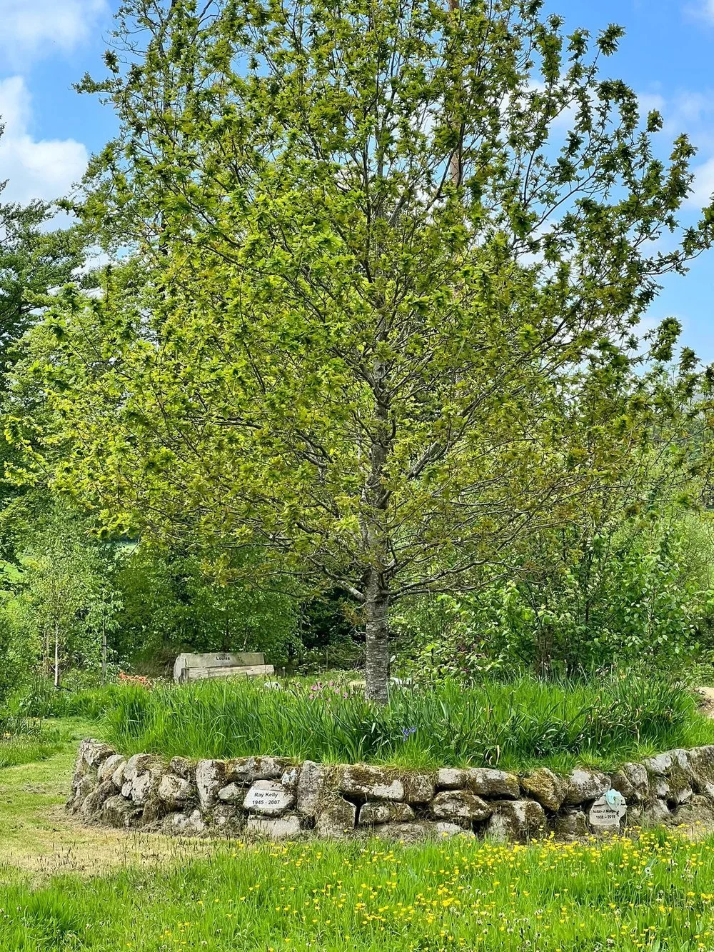 Memorial Options — Woodbrook Natural Burial Ground