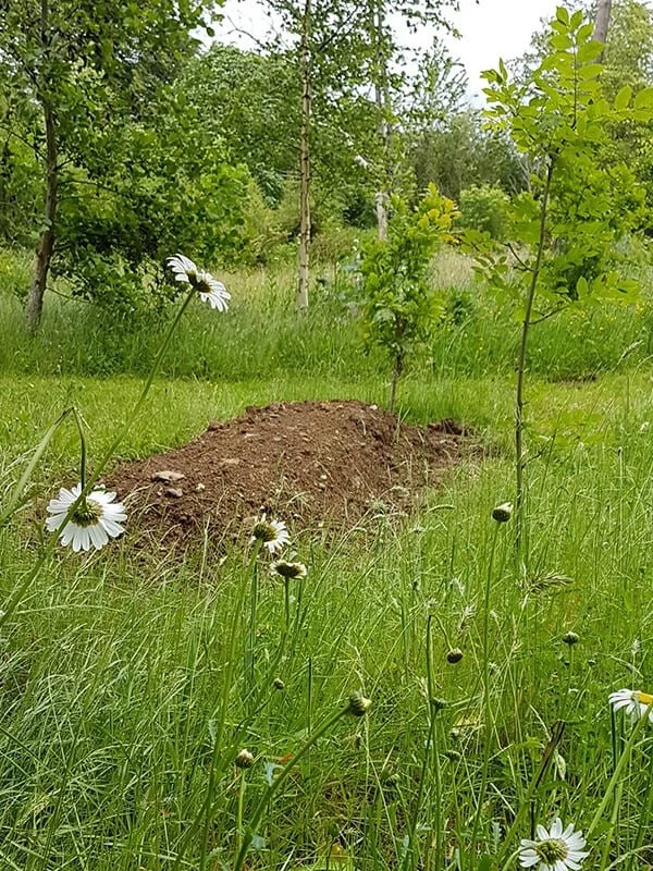 Woodbrook Natural Burial Ground